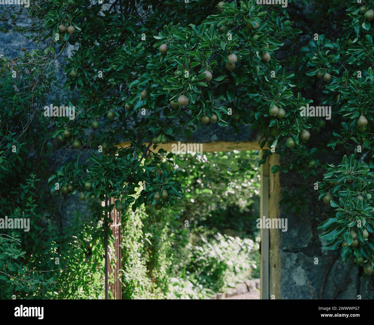 Pears and pear tree over a passage through a walled garden in summer ...