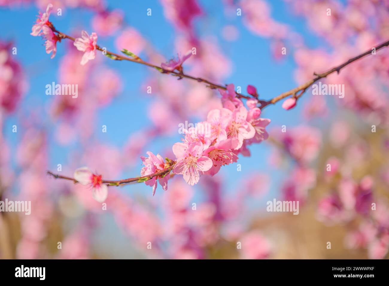 Fruit tree in bloom hi-res stock photography and images - Alamy
