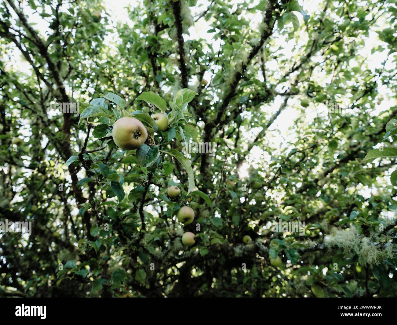 Old apple tree hi-res stock photography and images - Alamy