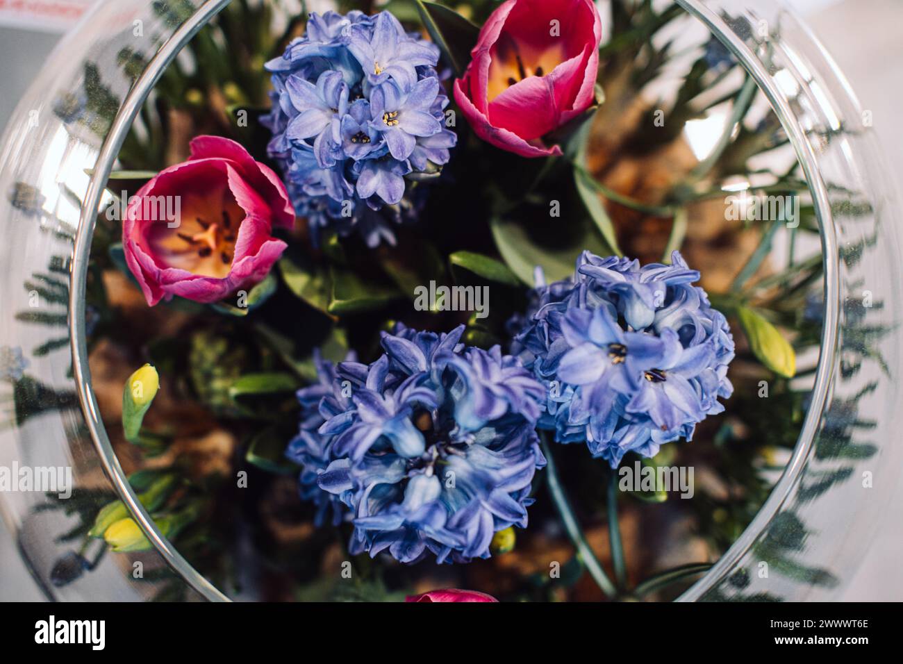 Tulips and Hyacinths in Springtime Floral Display Stock Photo - Alamy
