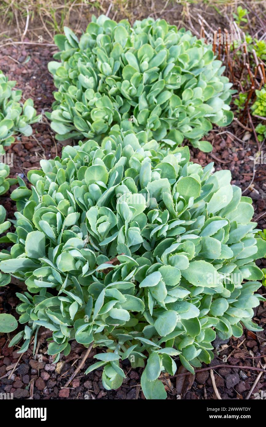 Showy stonecrop, ,Iceplant or Butterfly stonecrop ( sedum spectabile ...