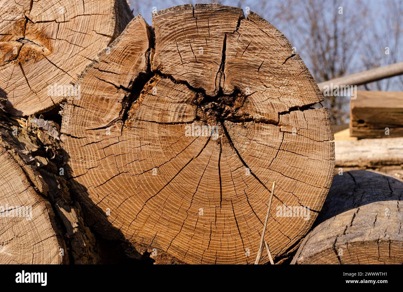 texture, tree trunk cross section where you can see the growth rings ...