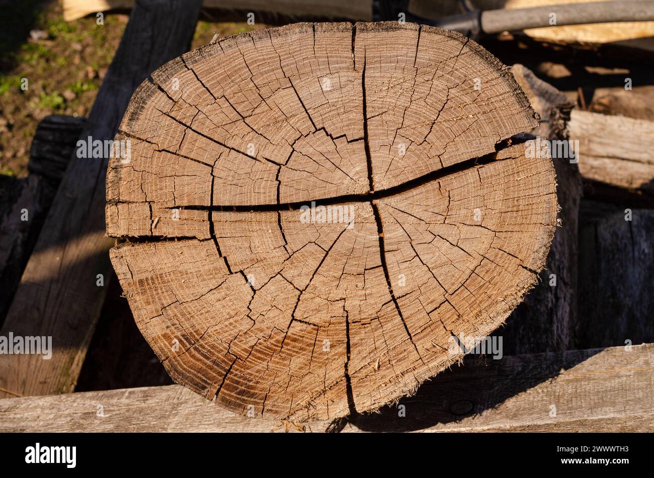 texture, tree trunk cross section where you can see the growth rings ...