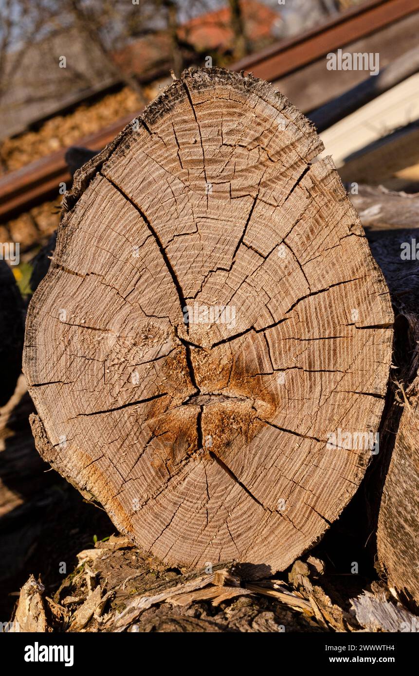 texture, tree trunk cross section where you can see the growth rings ...