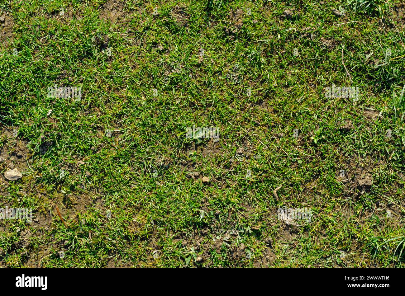texture, revived fresh grass in early days spring Stock Photo - Alamy