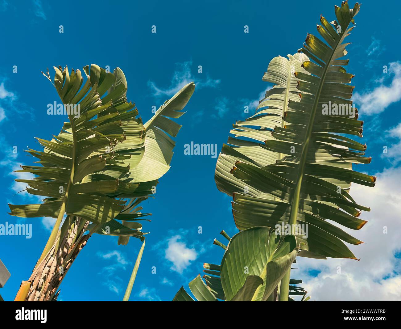 Leaves, plantas, plants, hojas, verde, nature, coconut, cannabis ...