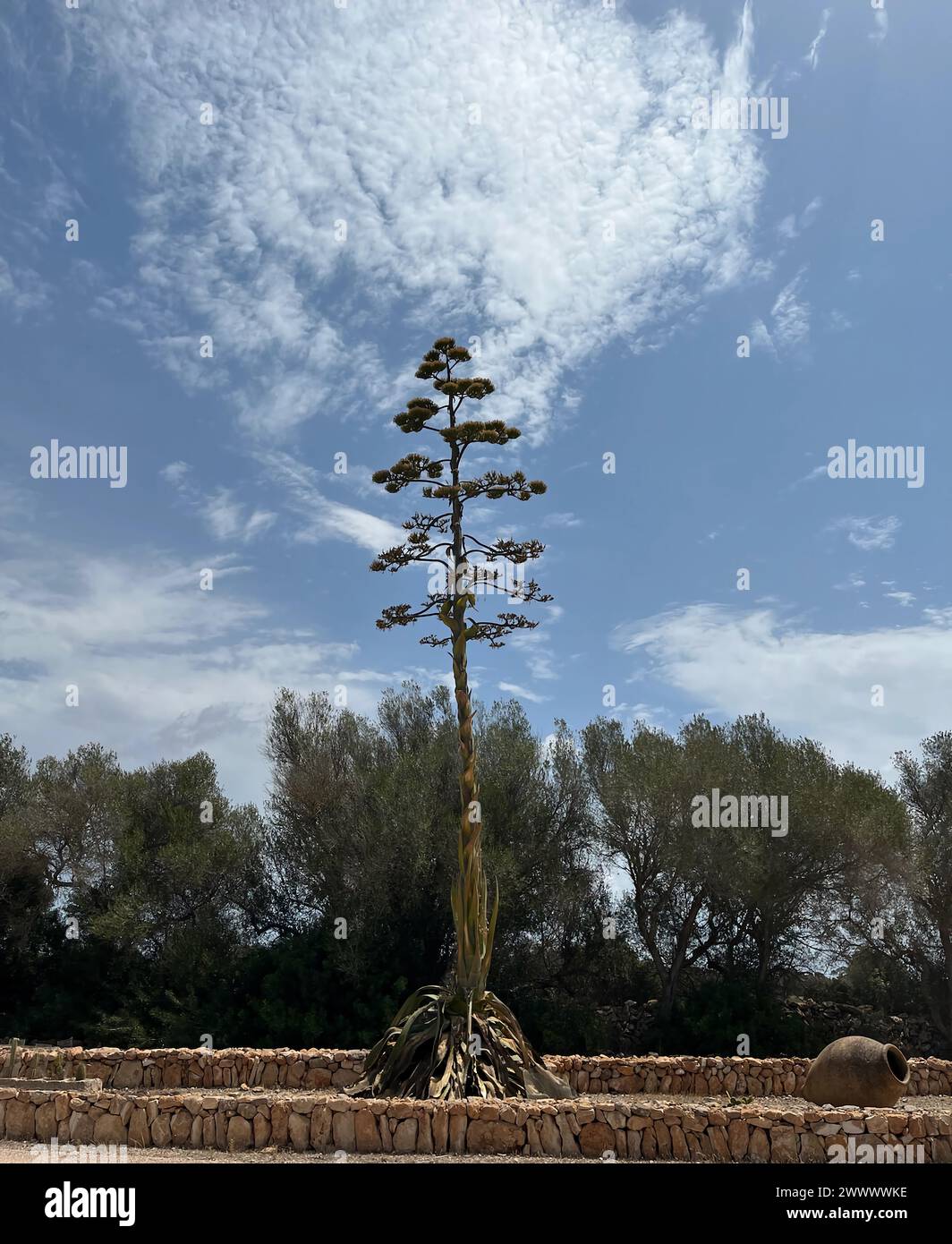 Aloe Vera tree Stock Photo - Alamy