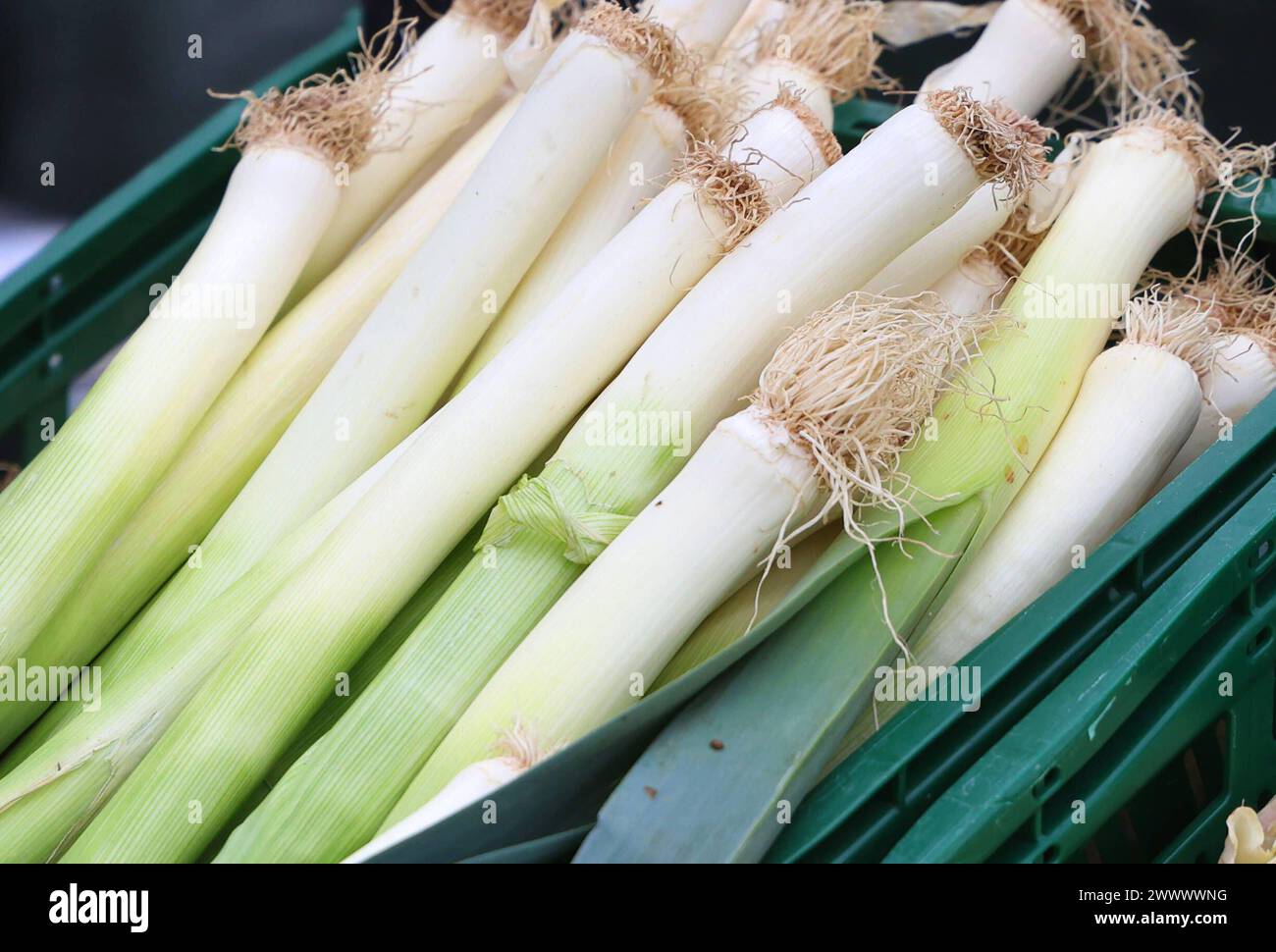 Markttag 25.03.2024, Erfurt, Porree / Lauch Allium porrum *** Market ...