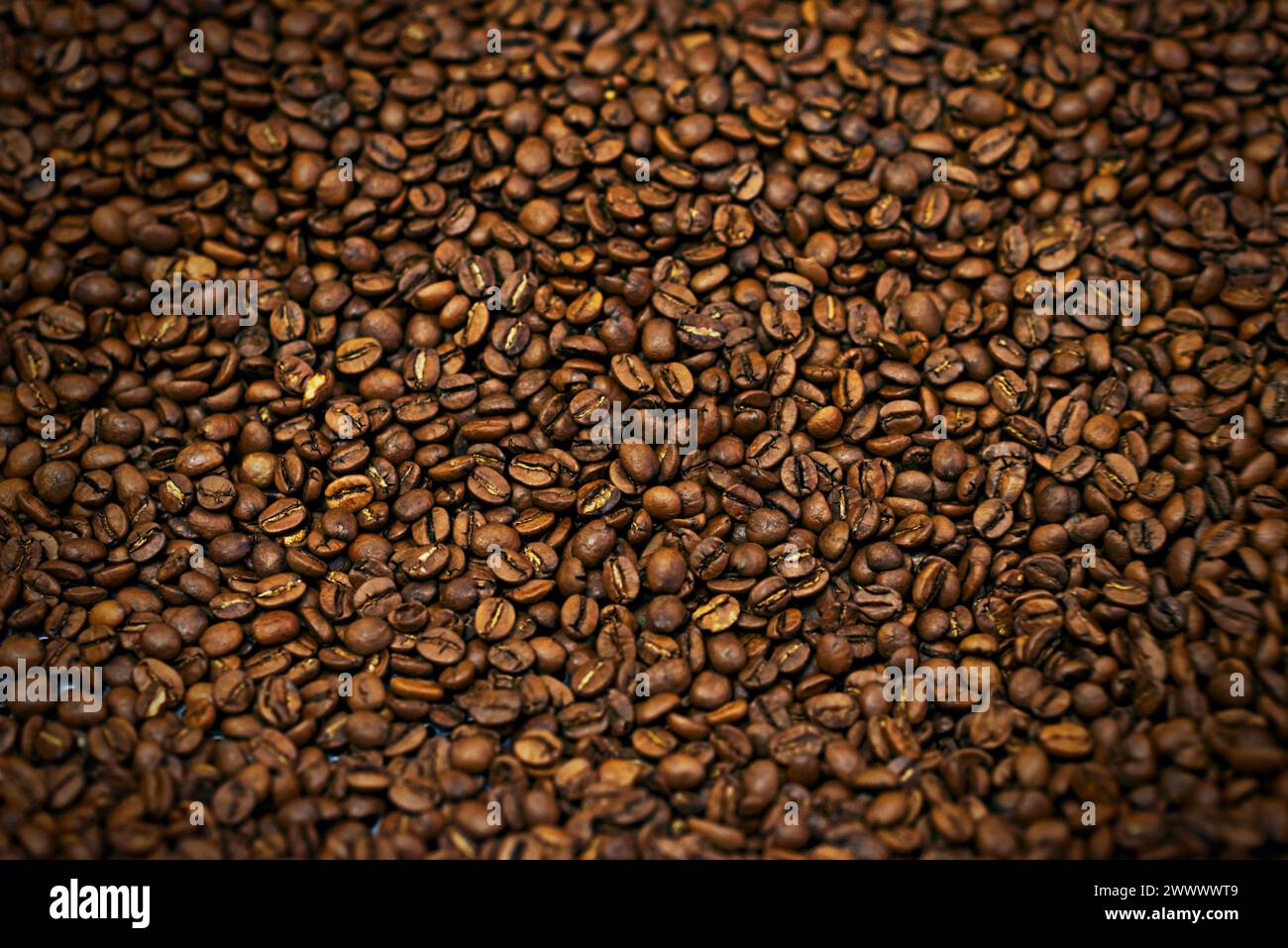 Coffee beans, closeup and organic with natural source for export ...