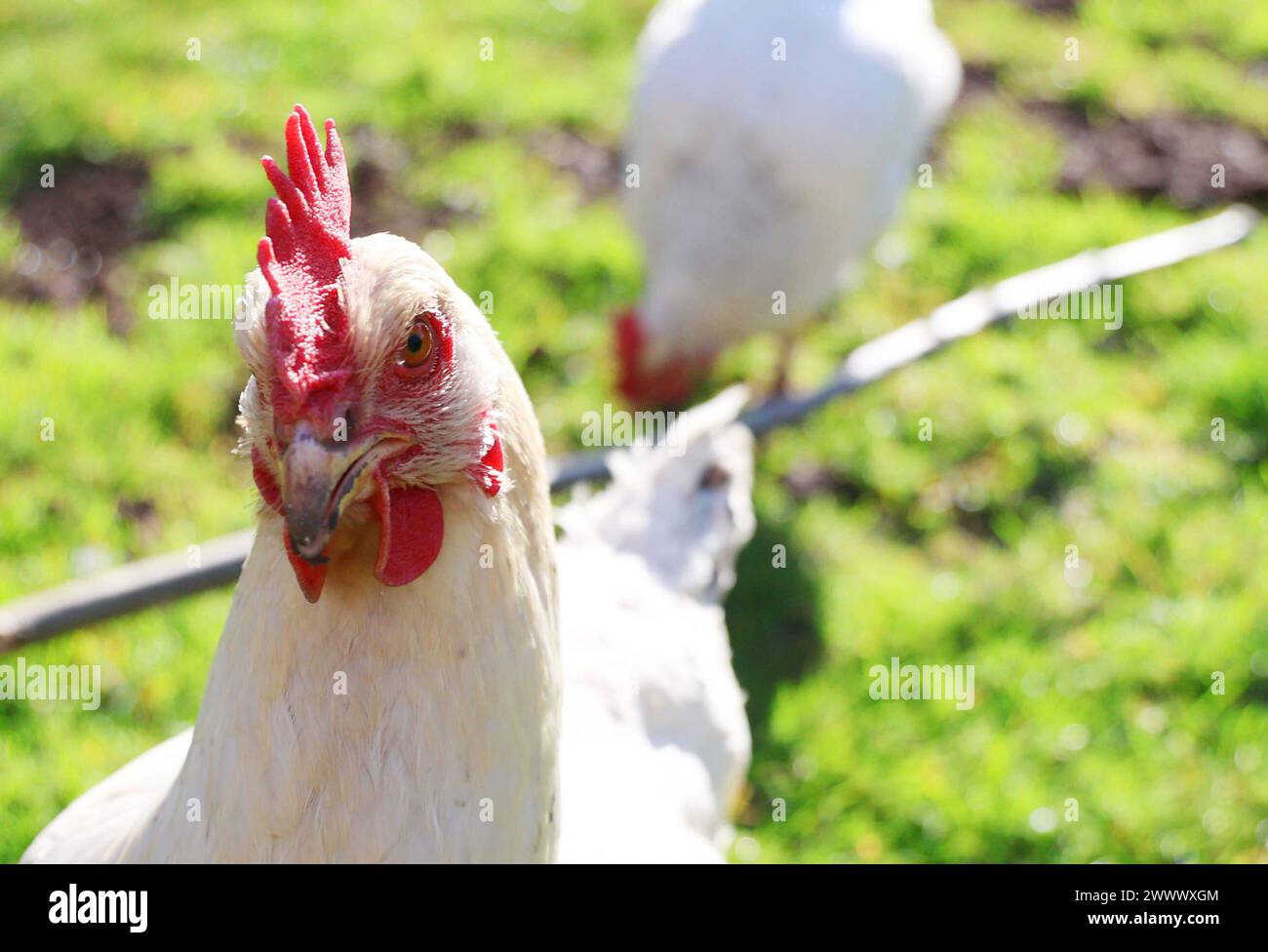 Huhn 25.03.2024, Ostramondra, Huehner der Rasse Sussex *** Chicken 25 ...