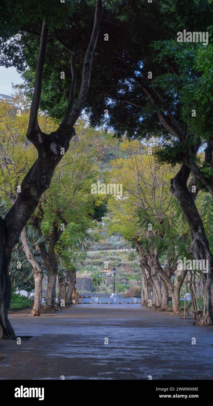 Lush trees line tranquil park walk Stock Photo - Alamy