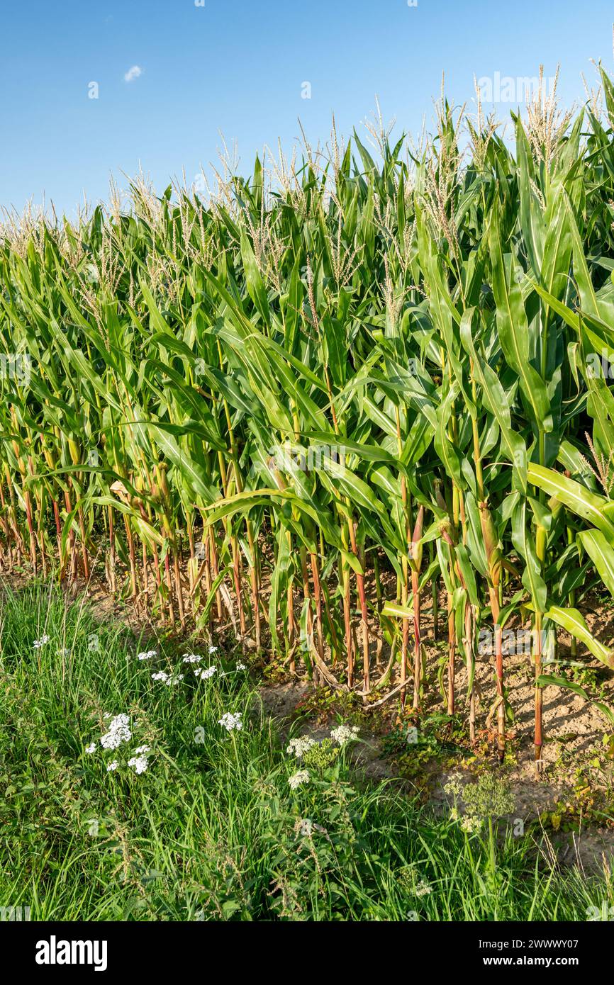 Fresne-le-Plan (northern France): corn field at the flowering stage in ...