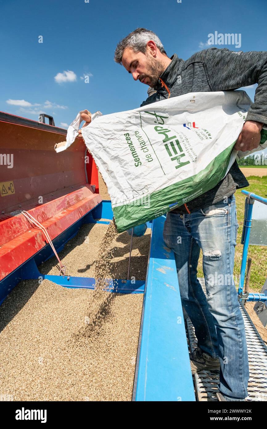 Organic hemp seedling. Farmer and his father filling the seeder, Hemp ...