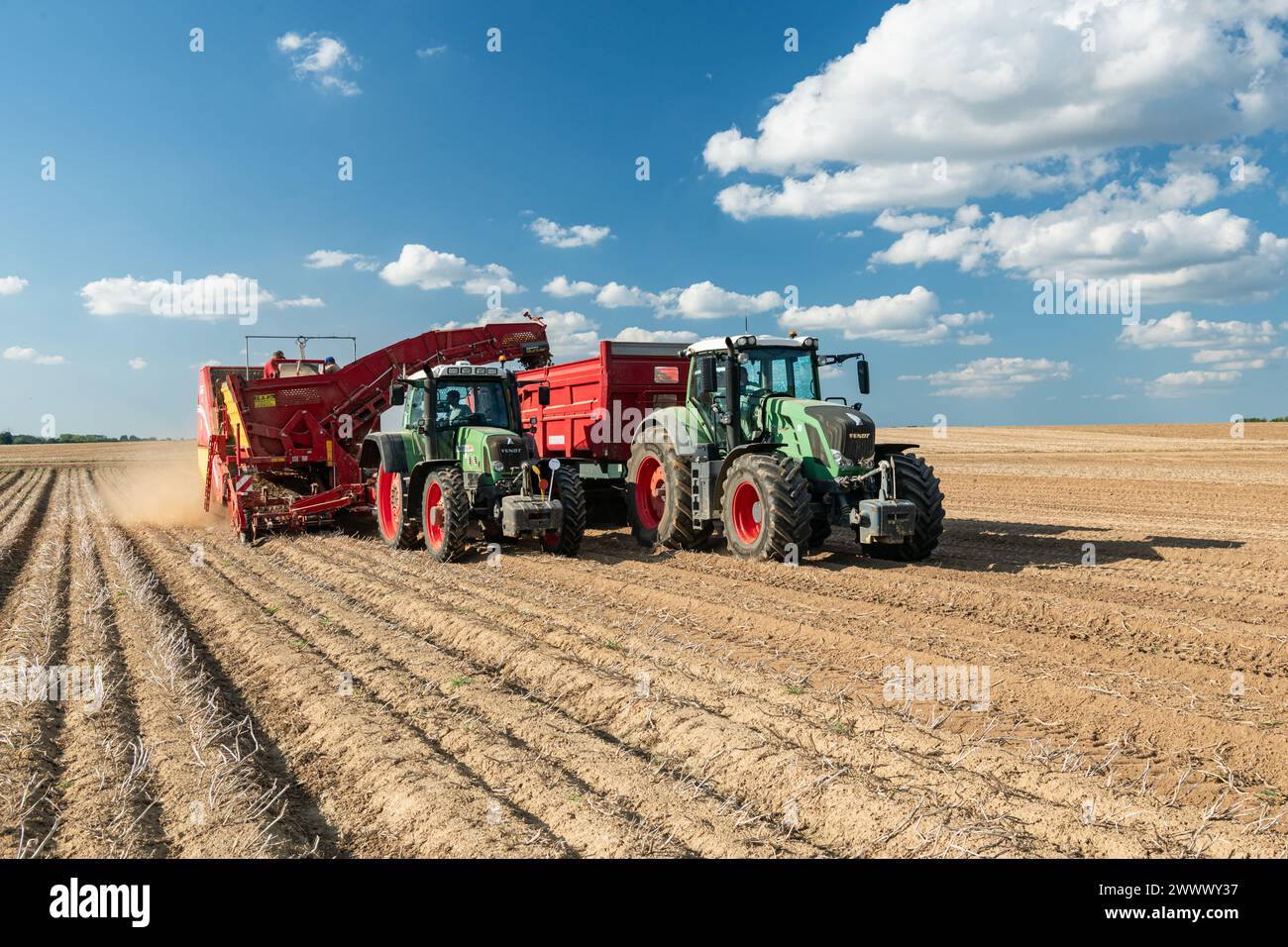 Potato harvesting in Normandy (northwestern France): Fendt tractor with ...