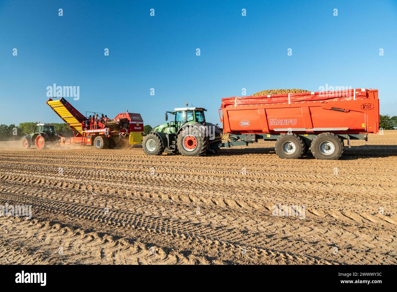 Potato harvesting in Normandy (northwestern France): Fendt tractor with ...