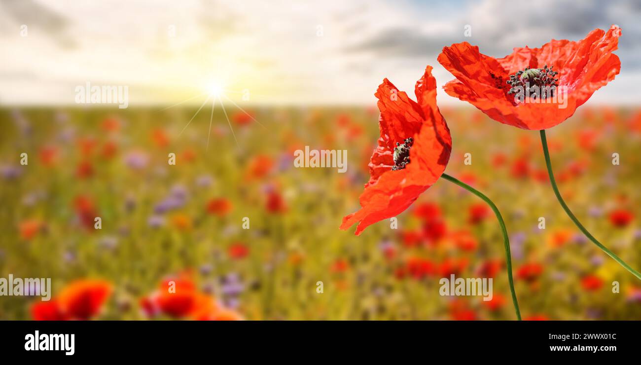 Romantic poppy field at sunrise, panoramic format with copy-space Stock ...