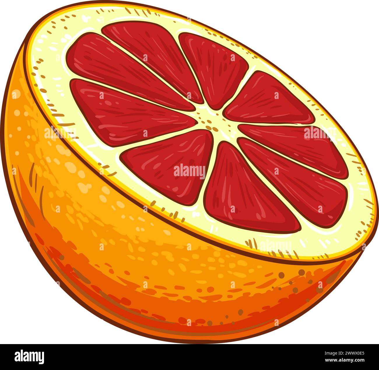 Blood Orange Fruit Colored Detailed Illustration Stock Vector Image ...