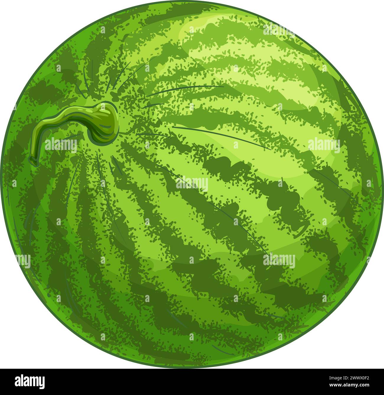 Watermelon Fruit Colored Detailed Illustration Stock Vector Image & Art ...
