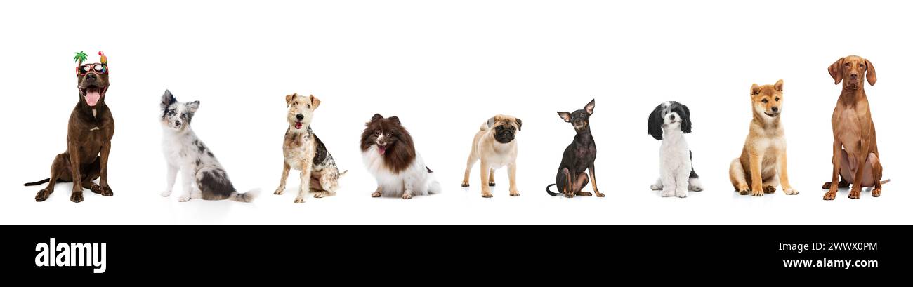Banner. Collage. Dogs of different breeds seating against white studio ...