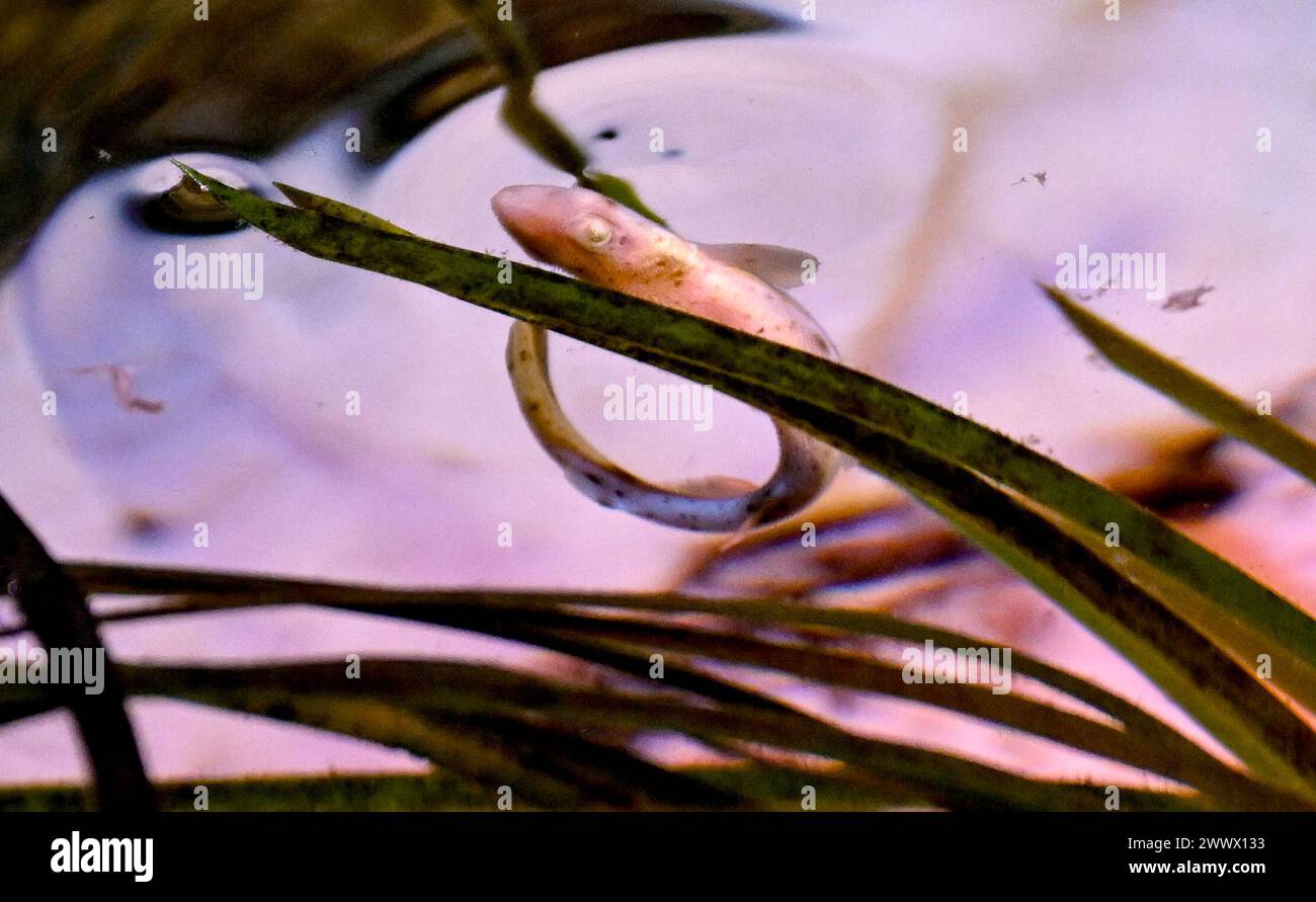 Berlin, Germany. 26th Mar, 2024. A baby cat shark swims through the ...
