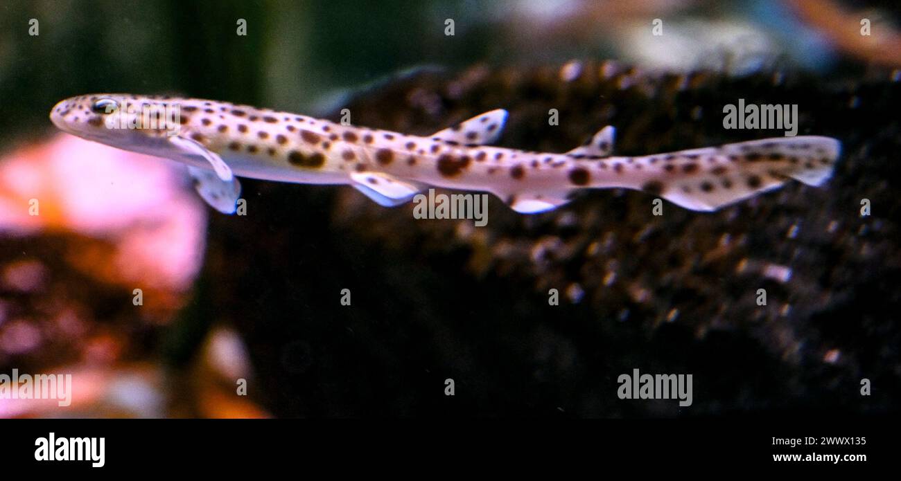 Shark press hi-res stock photography and images - Alamy