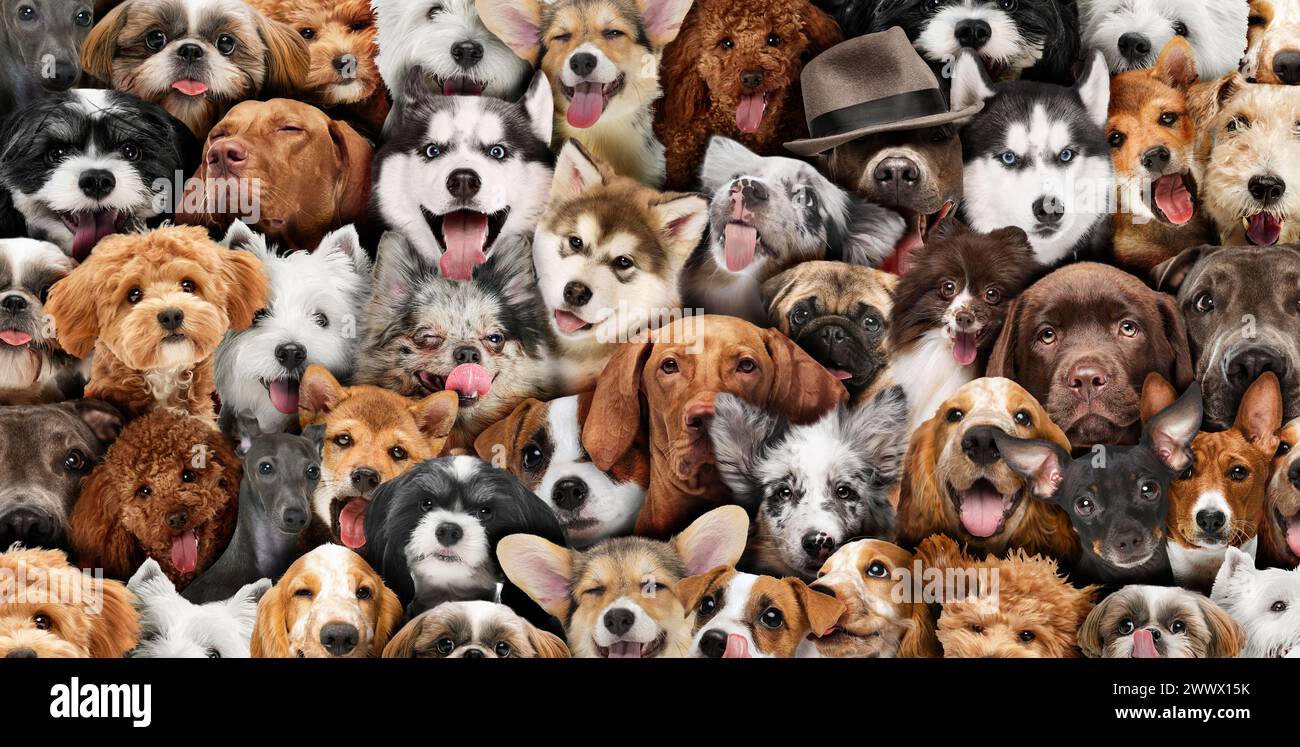 Collage of various dog breeds with different expressions, filling frame. Pets looks funny ...