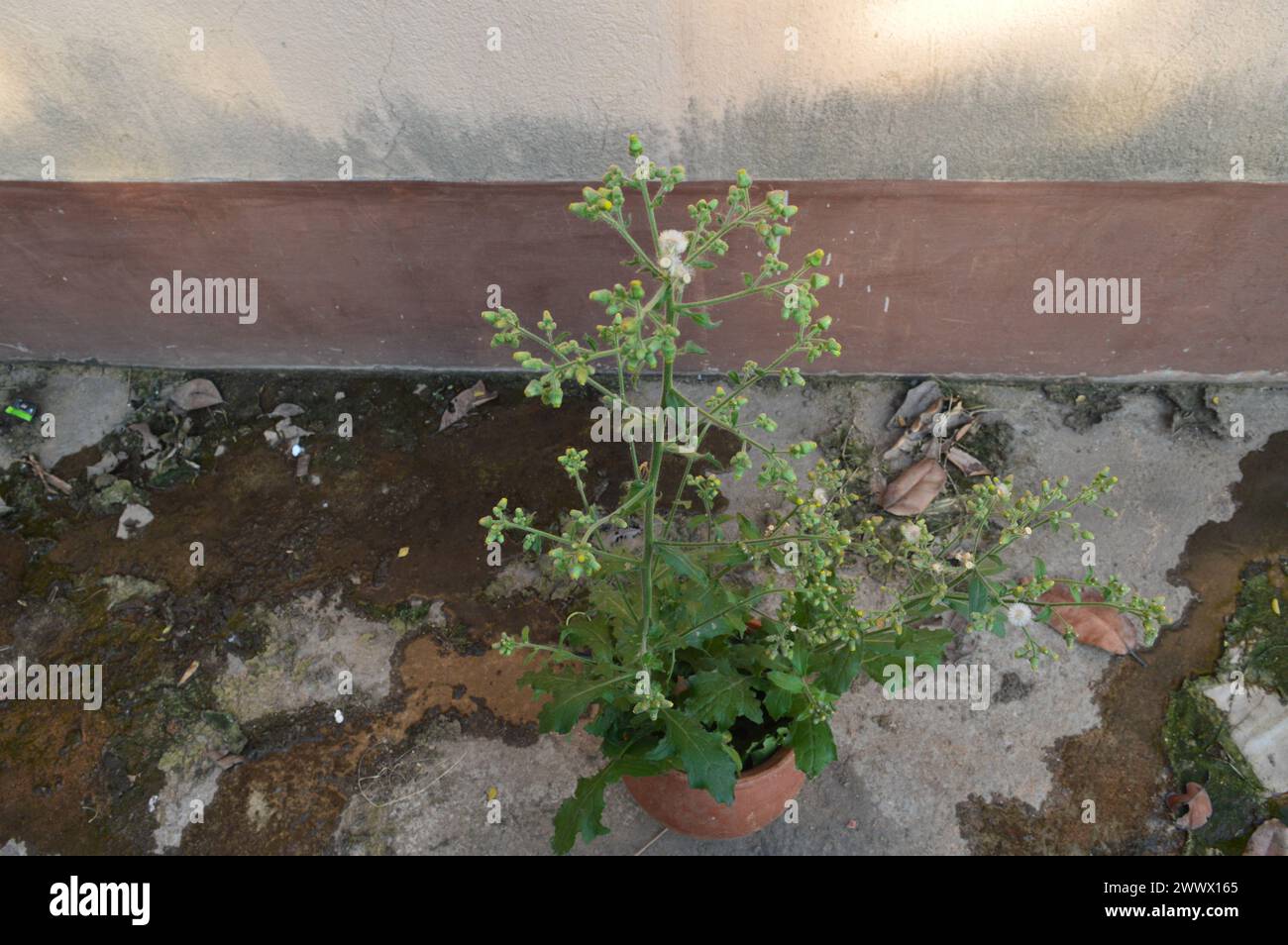 Triffid Weed or Chromolaena odorata Stock Photo - Alamy