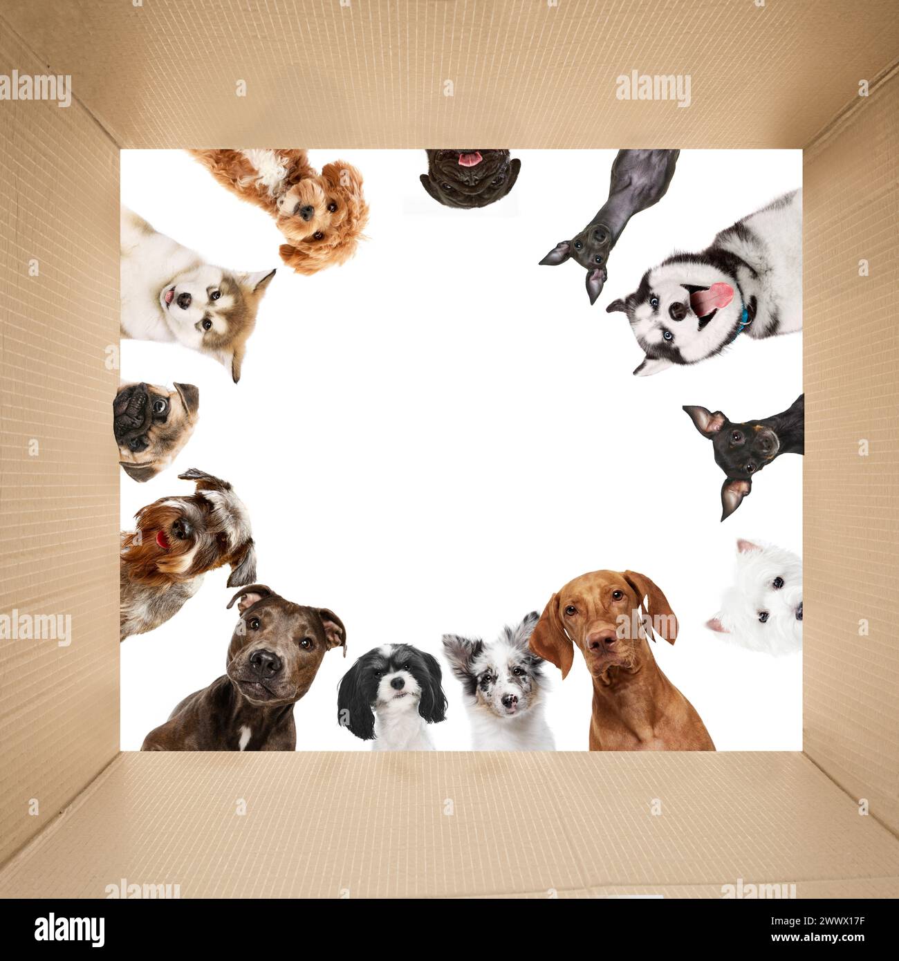 View from inside box looking up at a circle of various dogs looking ...