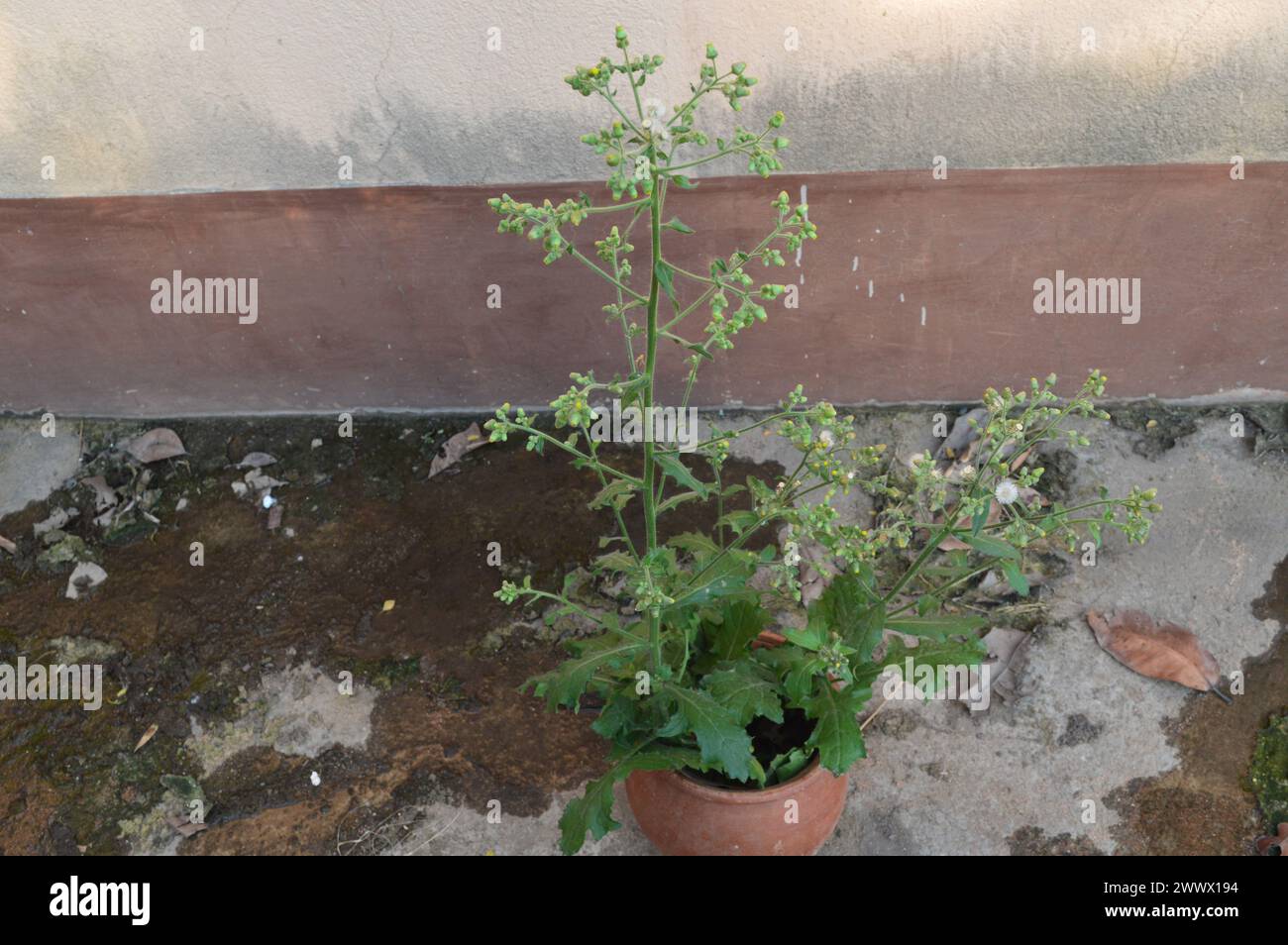 Triffid Weed or Chromolaena odorata Stock Photo - Alamy