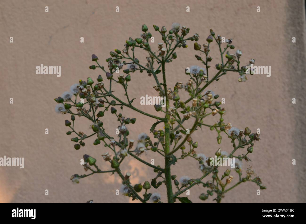 Triffid Weed or Chromolaena odorata Stock Photo - Alamy