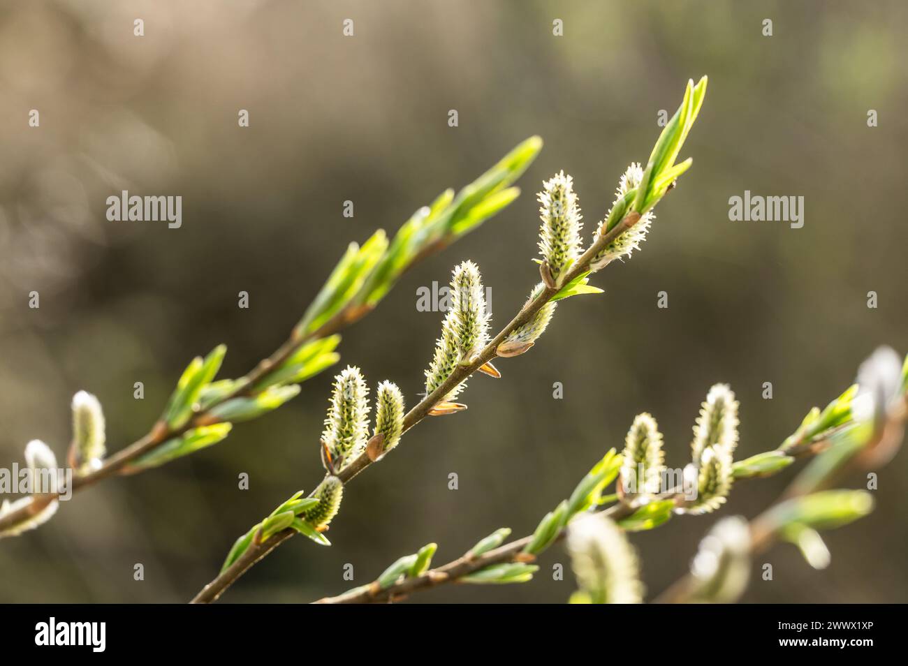 Rottweil, Germany. 26th Mar, 2024. Willow catkins grow in the sunshine ...