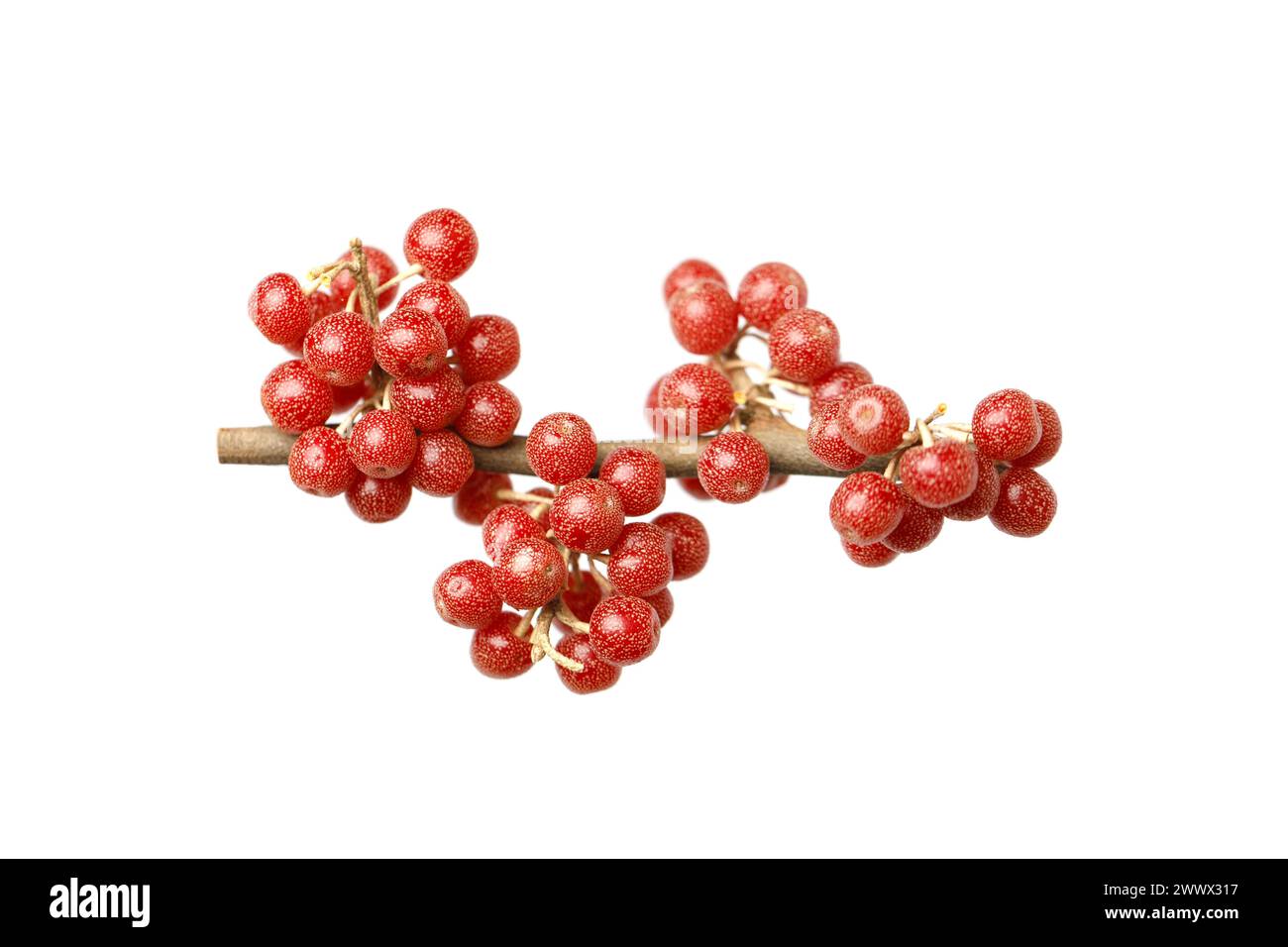 Fresh shepherdia berries hi-res stock photography and images - Alamy