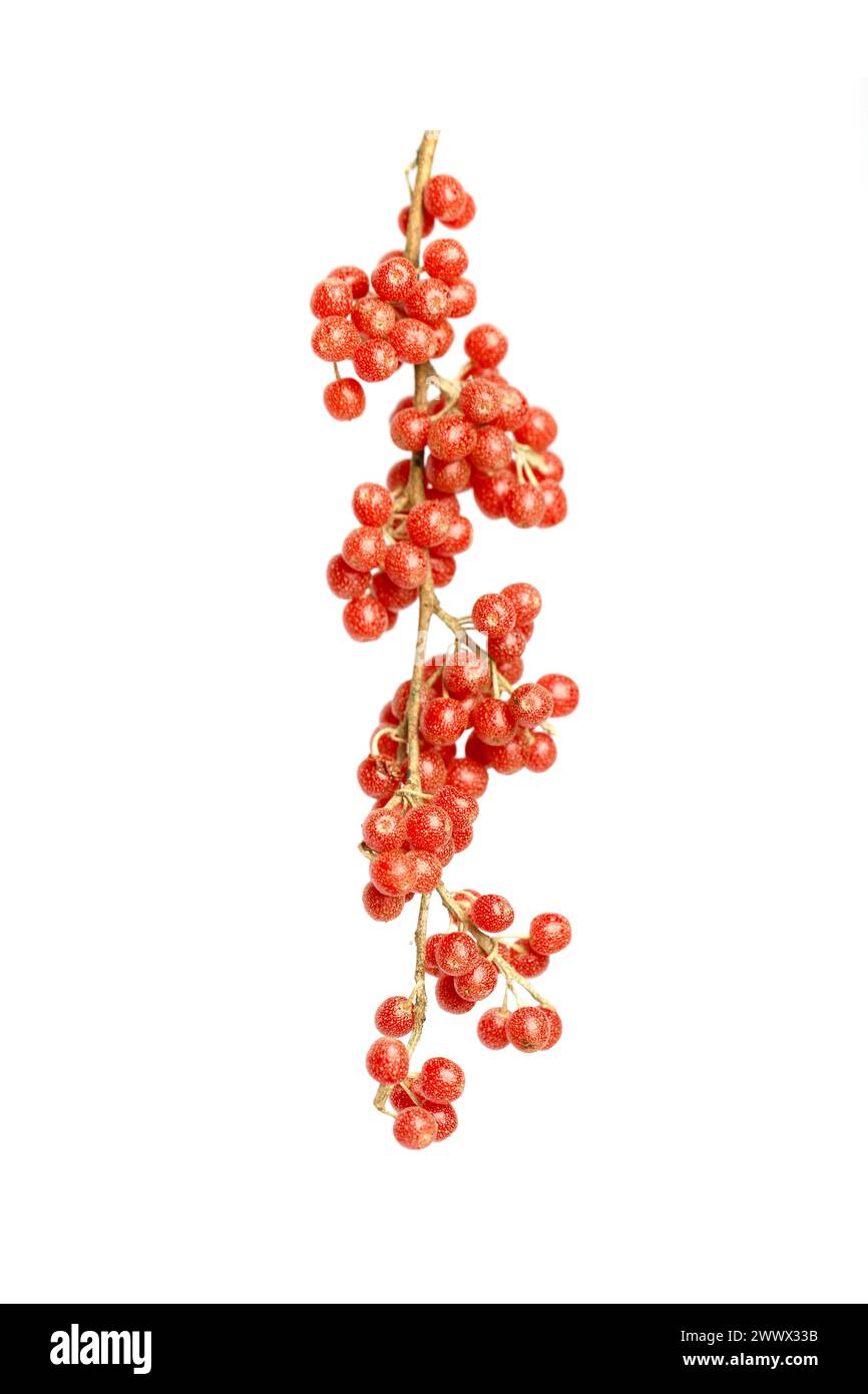 Buffaloberry isolated on white background Stock Photo - Alamy