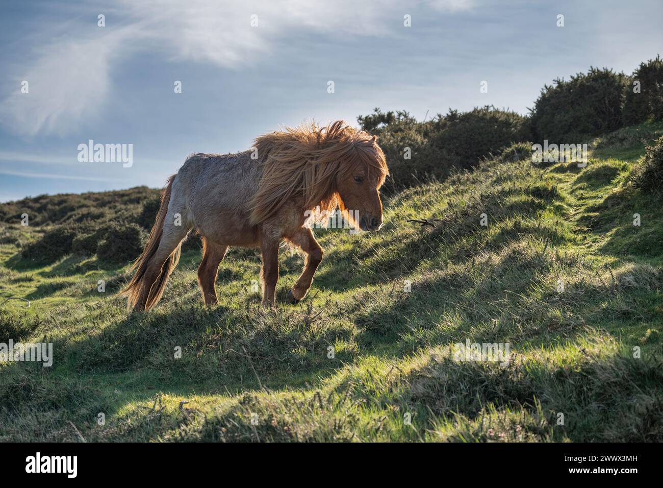 Carneddau pony, early spring in the Carneddau mountains Stock Photo - Alamy