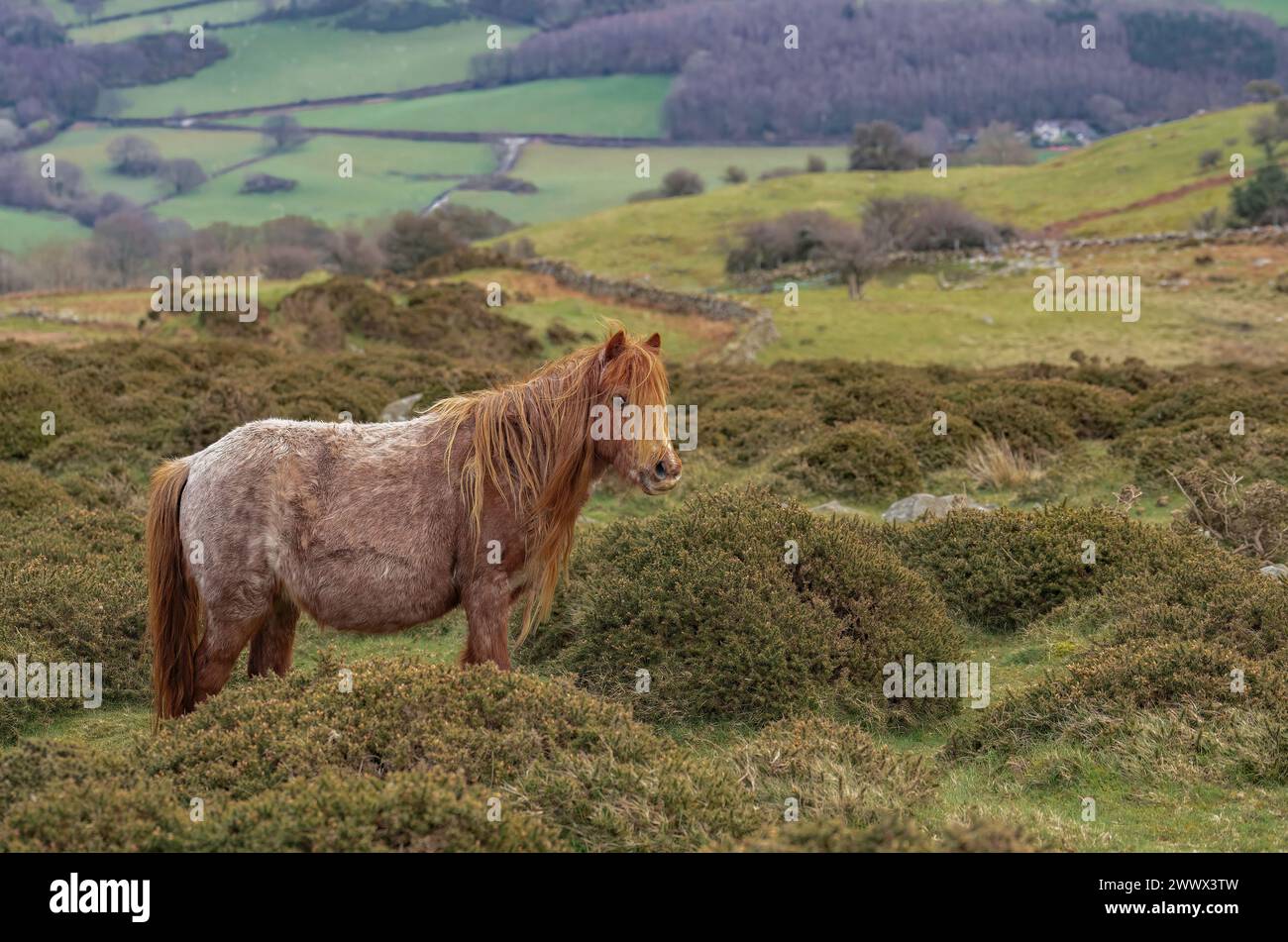 Welsh carneddau mountain ponies (wales) hi-res stock photography and ...