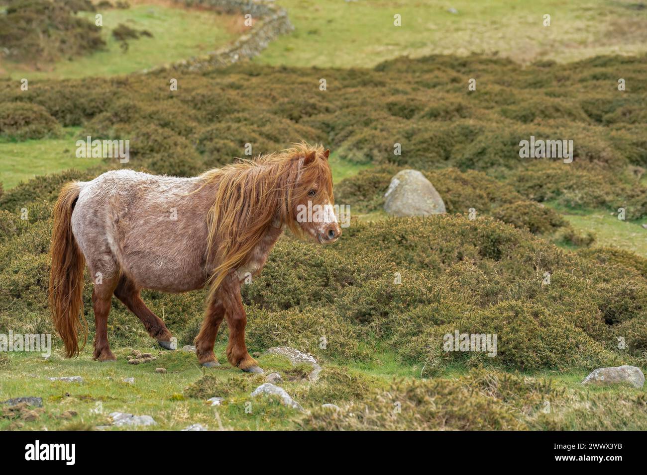 Carneddau pony, early spring in the Carneddau mountains Stock Photo - Alamy