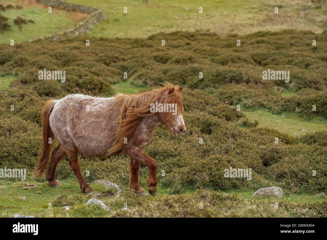 Carneddau pony, early spring in the Carneddau mountains Stock Photo - Alamy
