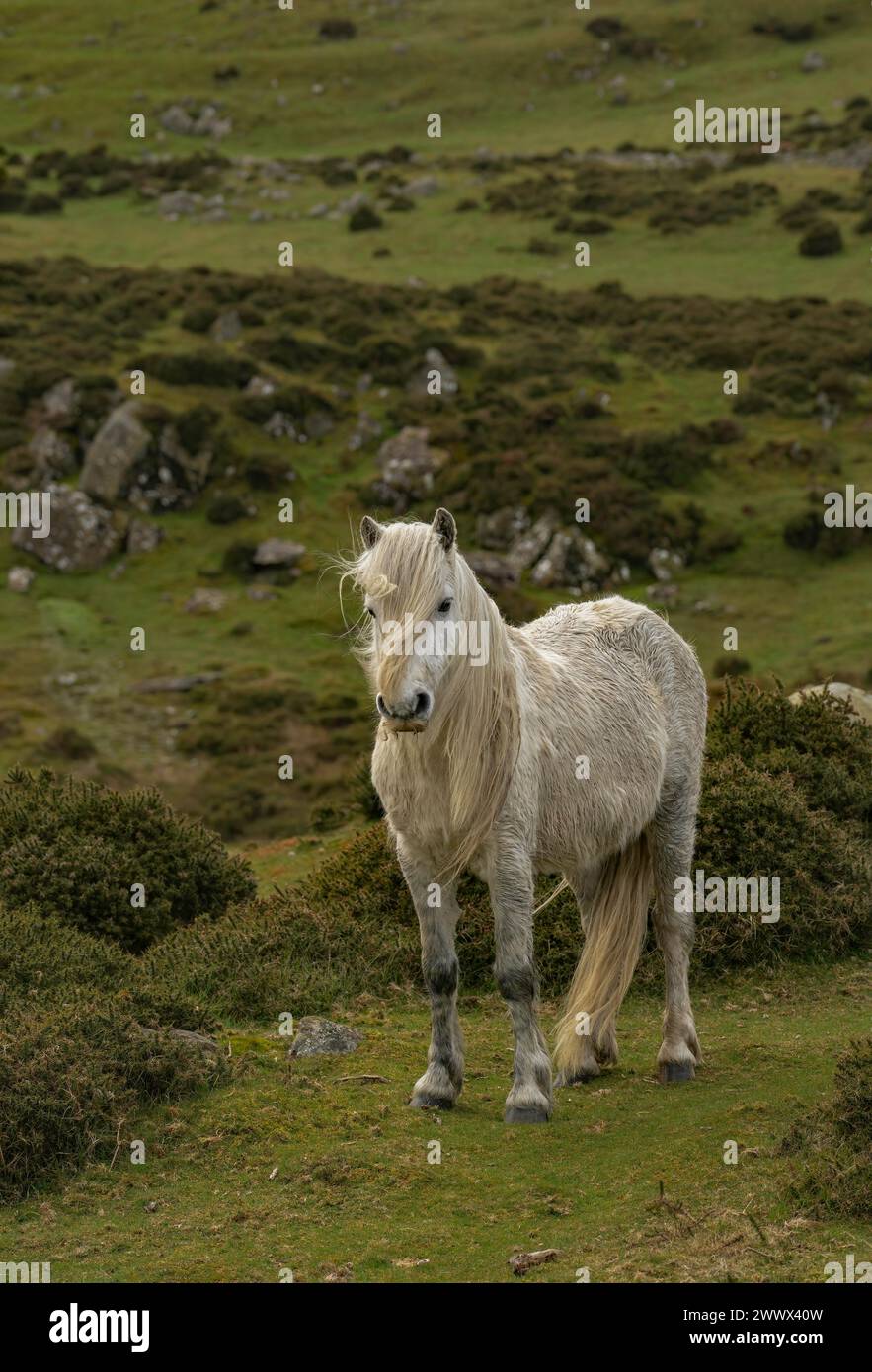 Carneddau pony, early spring in the Carneddau mountains Stock Photo - Alamy