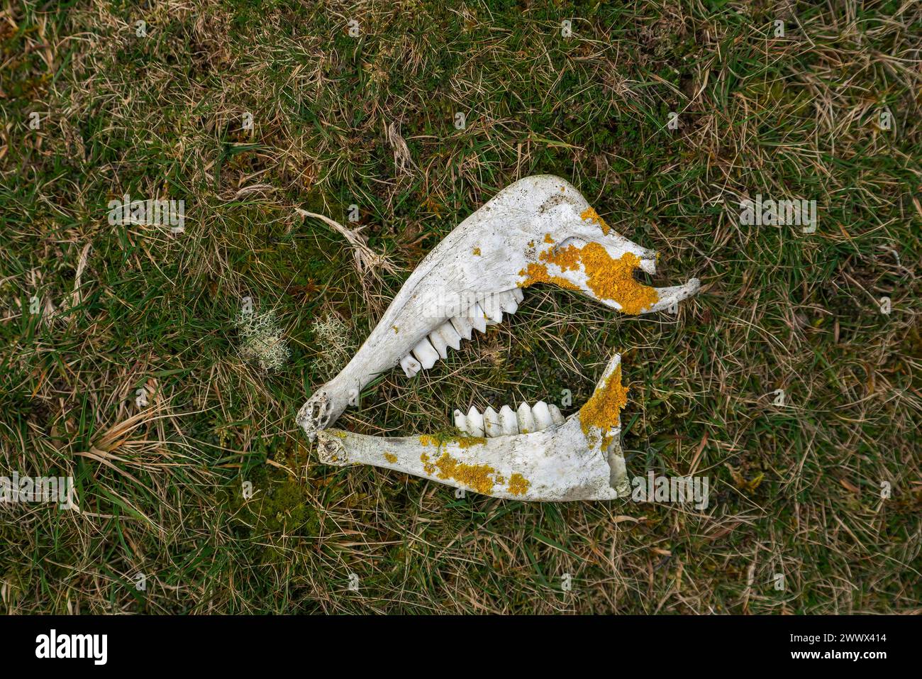 Lichen covered bones hi-res stock photography and images - Alamy
