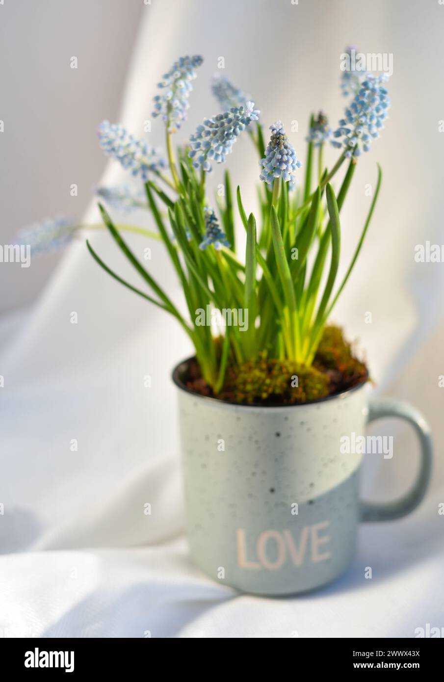 Light blue muscari in cup in the sunlight. Spring flowers in pot as ...