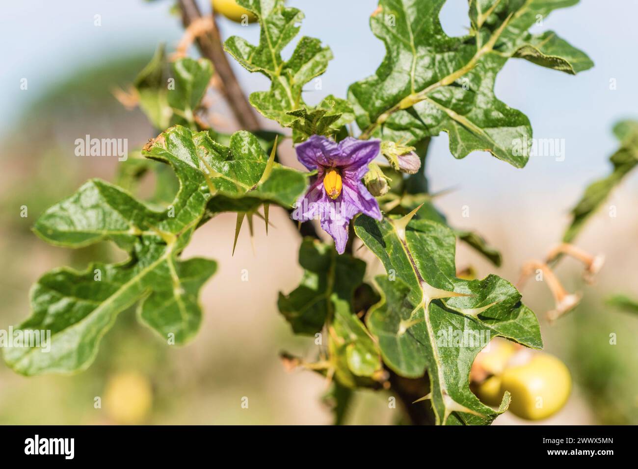 Sodomsapfel Solanum linnaeanum auf Sizilien. Sodomsapfel *** Sodom ...