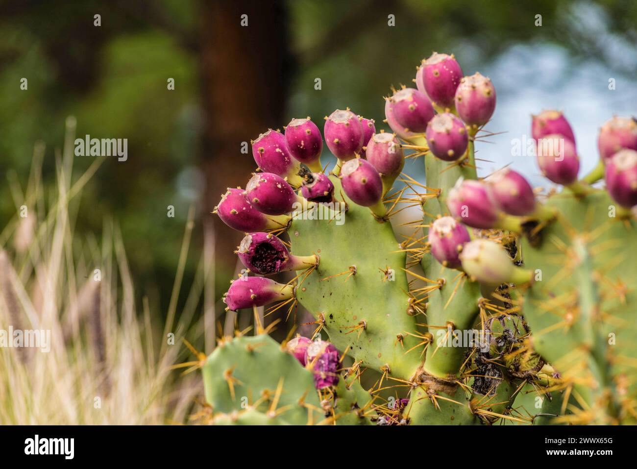 Ein Feigenkaktus Cactaceae, Opuntia ficus-indica trägt rosarote Früchte ...