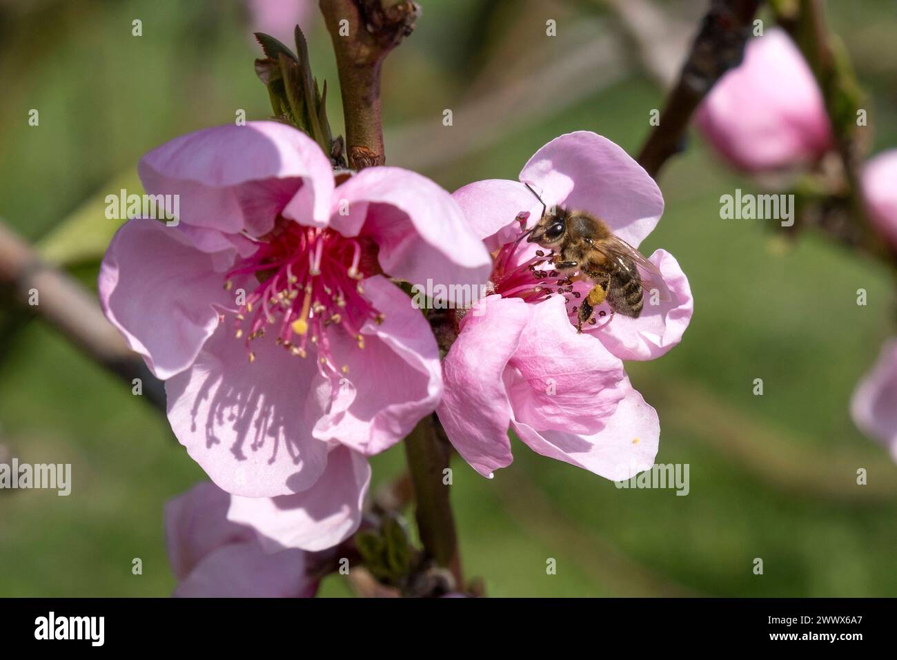 Peach Blossom With Bee Stock Photo - Alamy