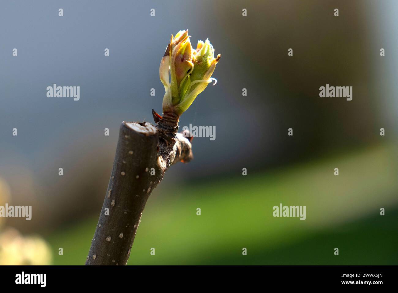 Bud burst hi-res stock photography and images - Alamy