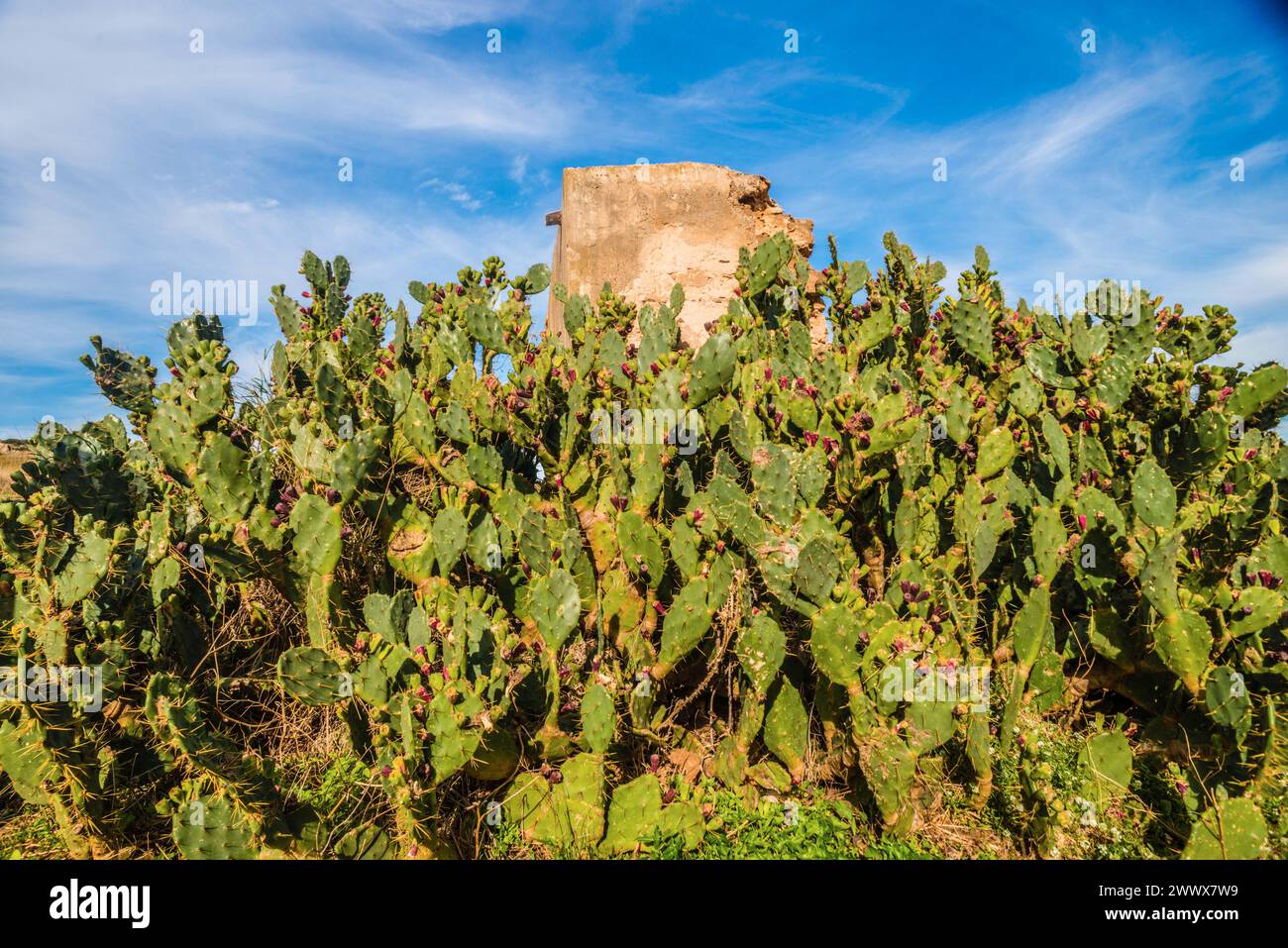 Ein Feigenkaktus Cactaceae, Opuntia ficus-indica trägt rosarote Früchte ...