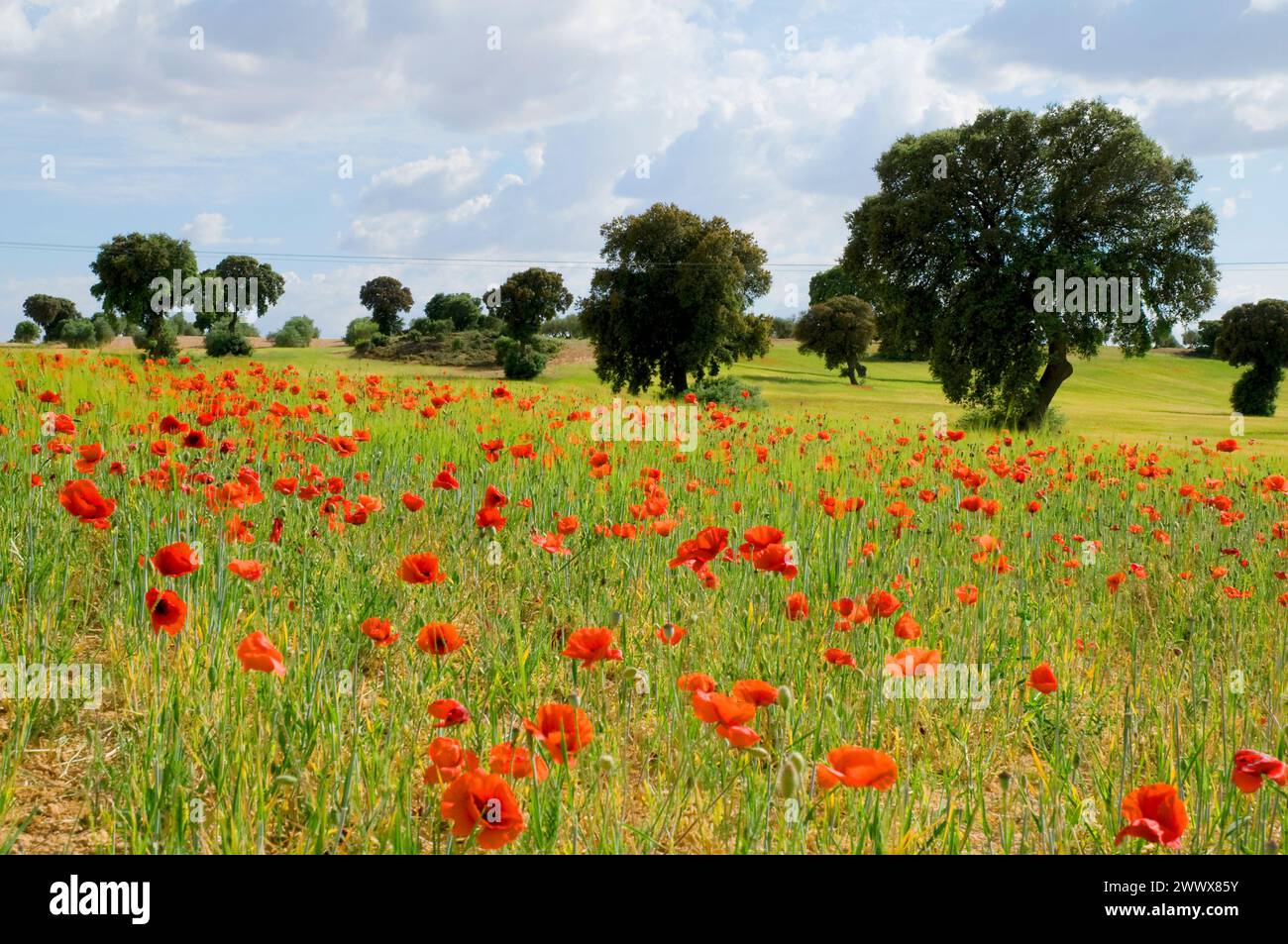 Poppy field and holm oaks. Cuenca province. Castile La Mancha. Spain ...