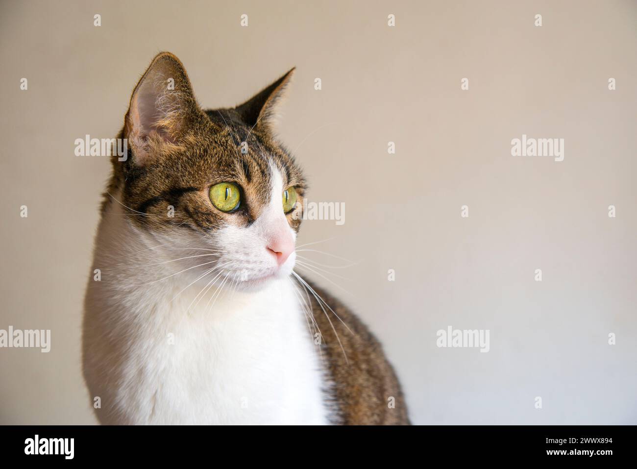 White cat from close hi-res stock photography and images - Alamy