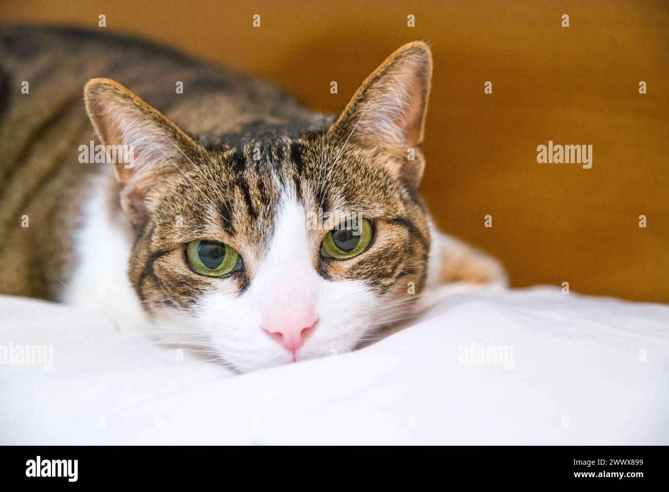 Face of tabby cat hi-res stock photography and images - Alamy