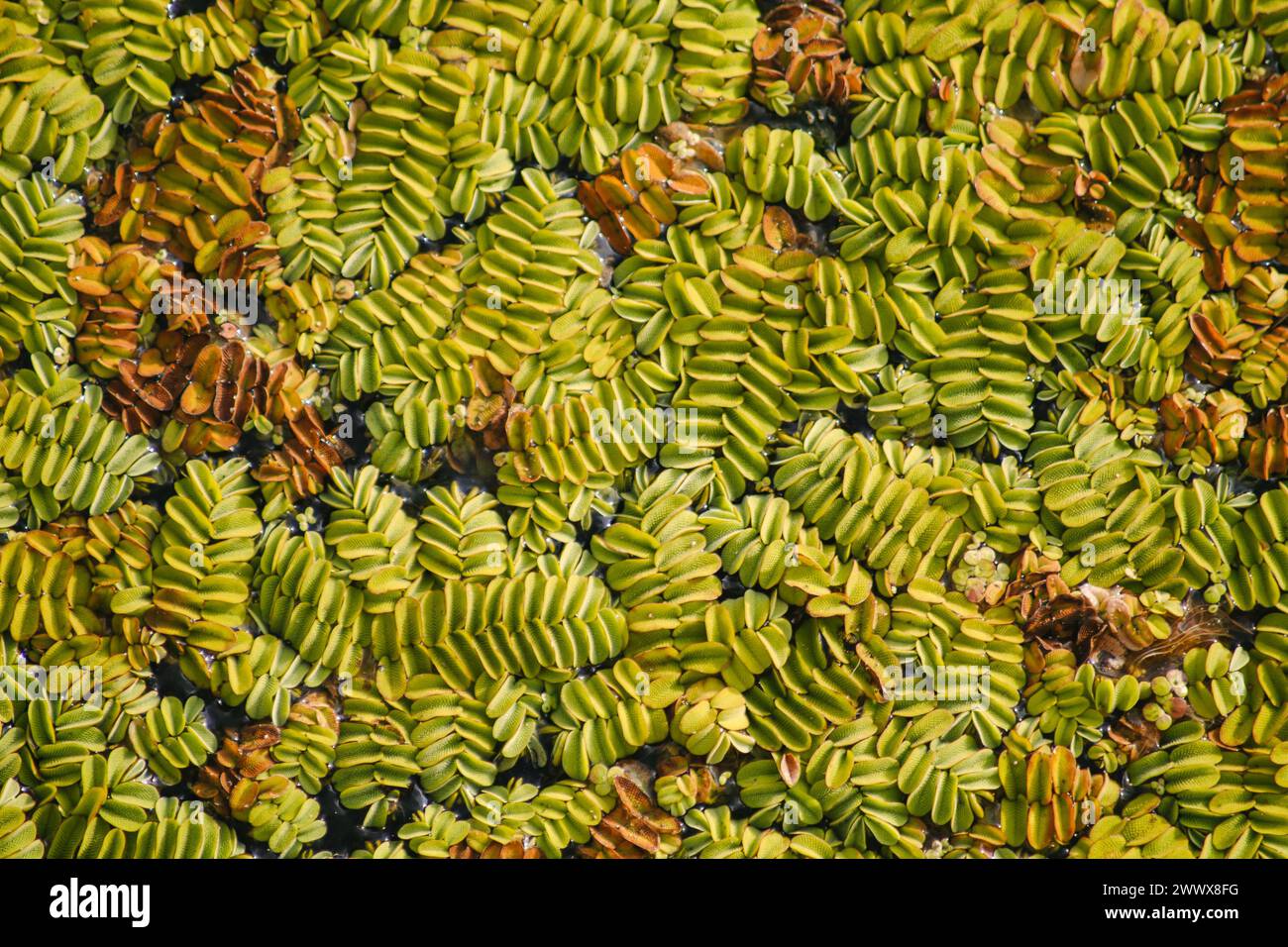 Floating water lettuce (Pistia stratiotes) covering a water surface, a ...