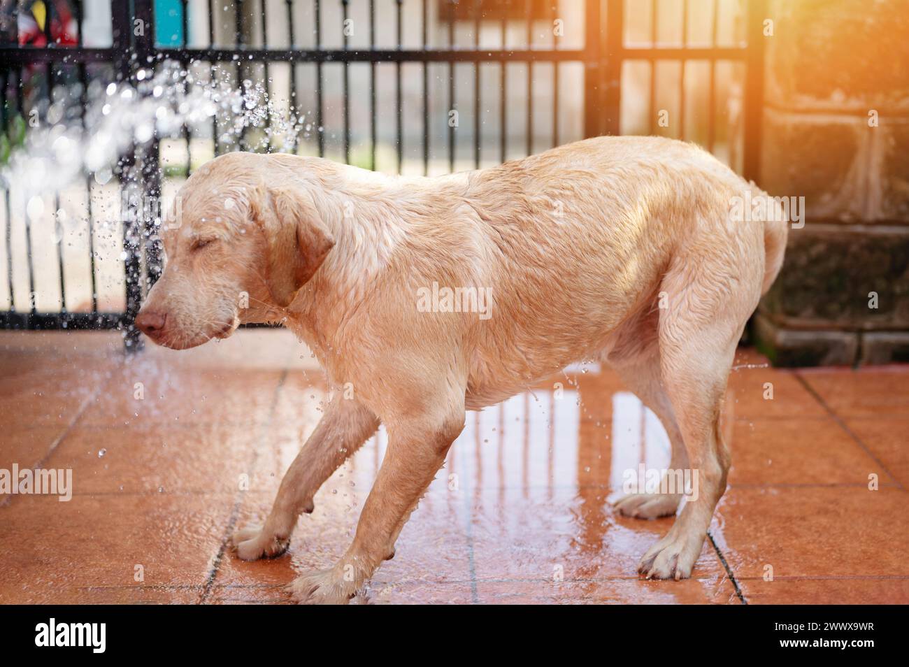 Dog wet backyard hi-res stock photography and images - Alamy